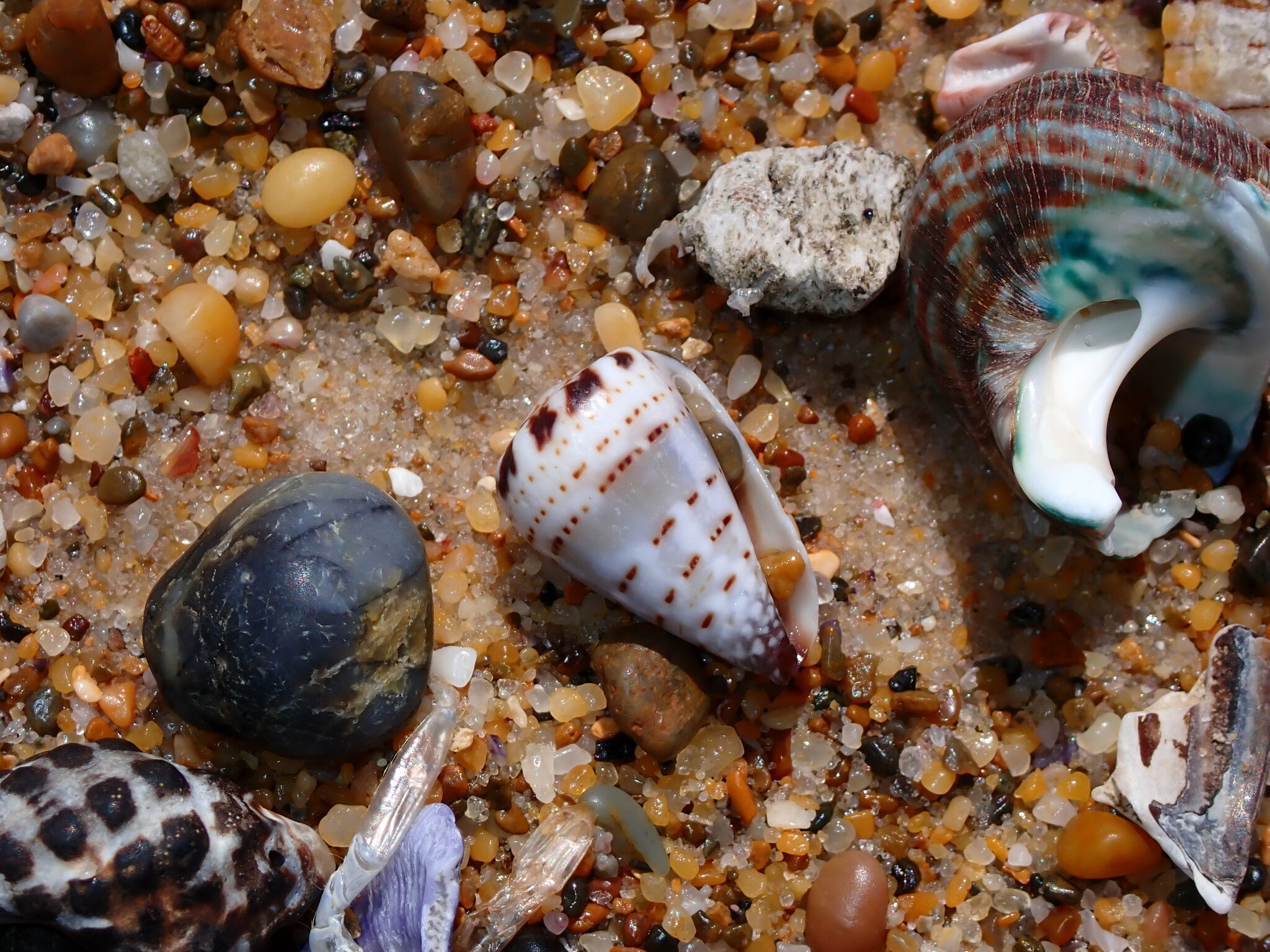 Conus musicus Hwass, 1792