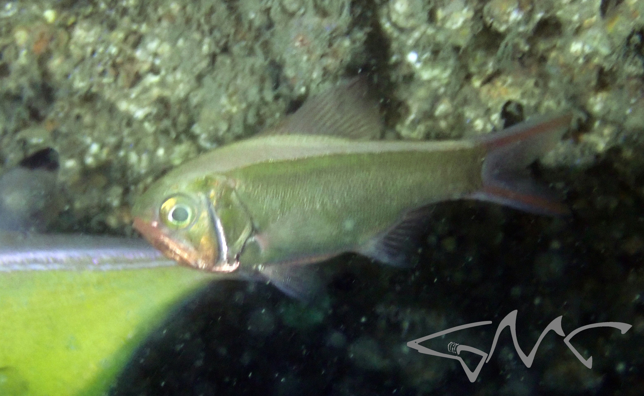 Optivus Whitley, 1947