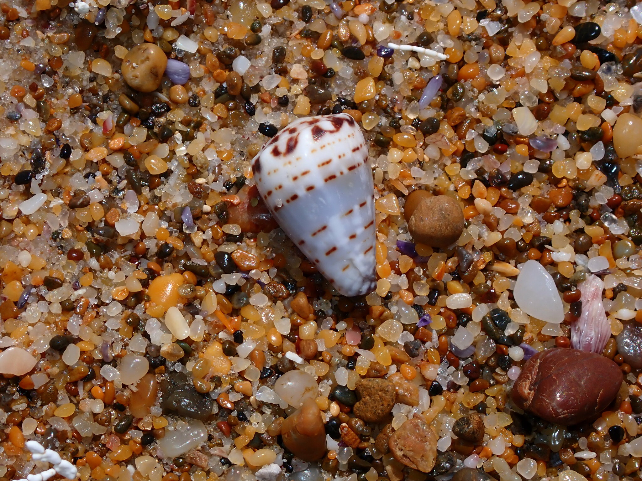 Conus musicus Hwass, 1792