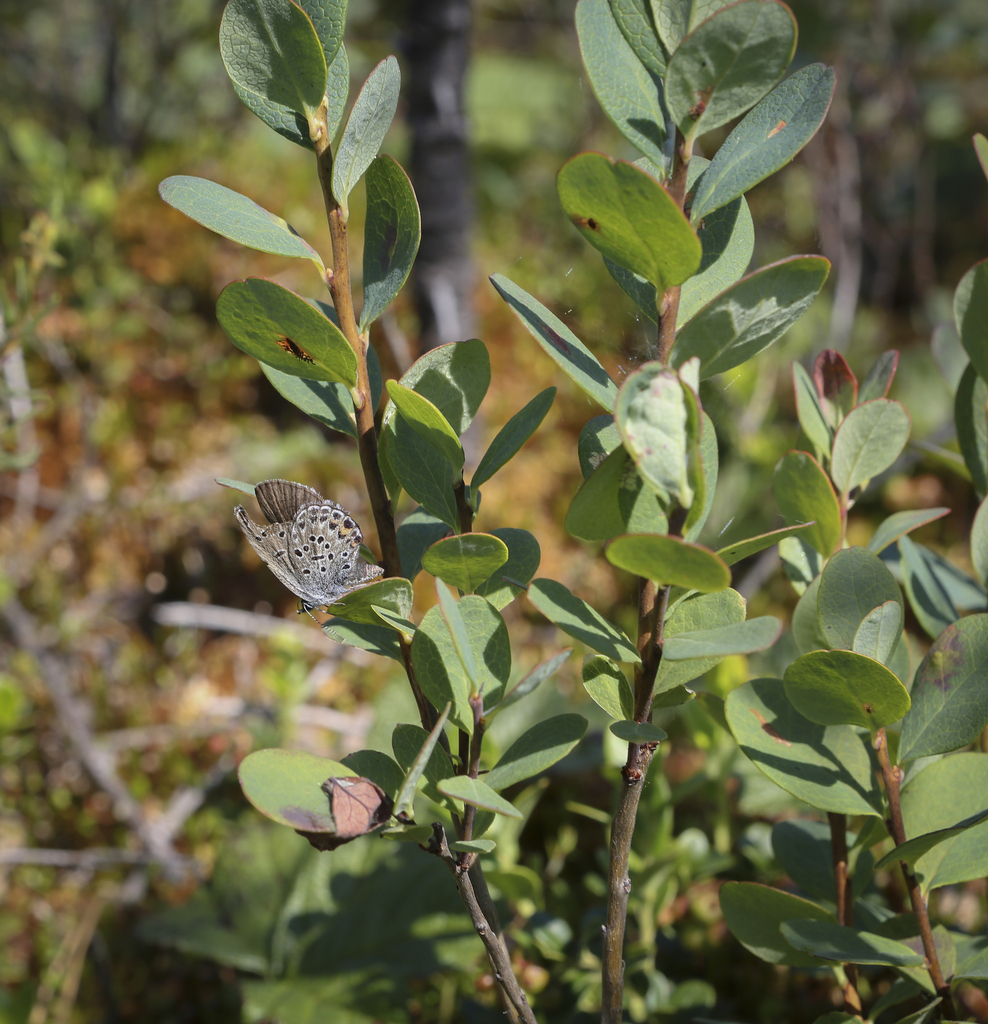 Cranberry Blue from Краснокамский р-н, Пермский край, Россия on July 10 ...