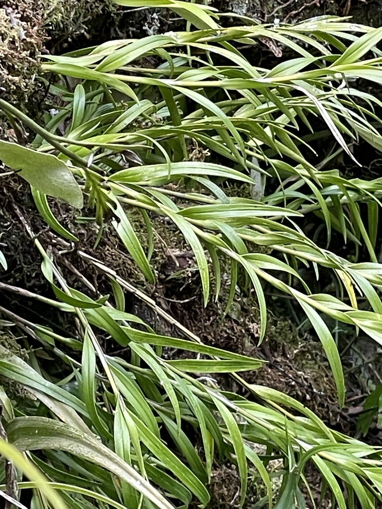Easter Orchid from North Island, Mahoenui, Waikato, NZ on March 05 ...