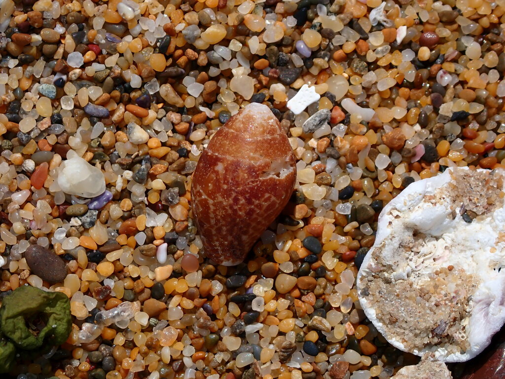 Pyrene punctata from Yuraygir NSW 2464, Australia on March 05, 2023 at ...