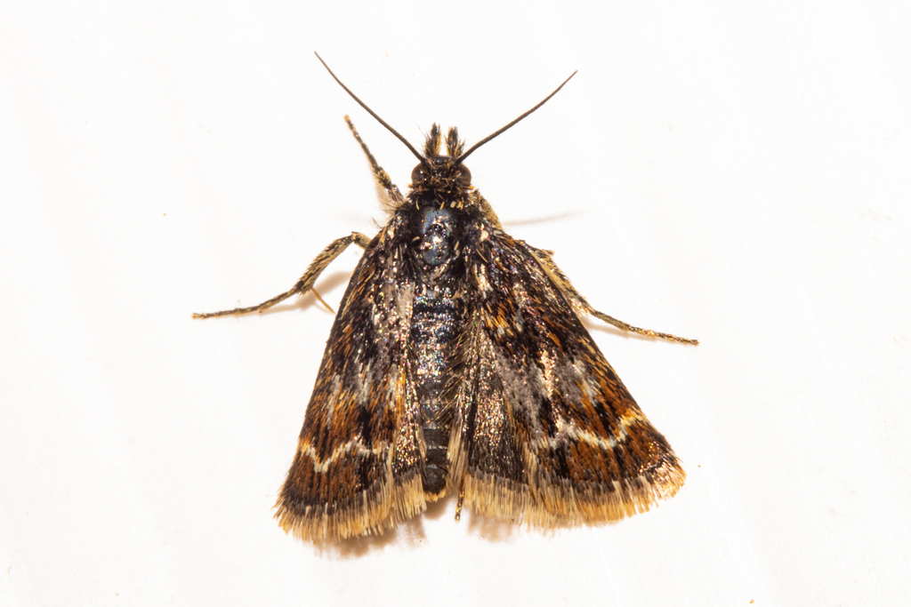 Orocrambus scoparioides from Omarama, New Zealand on March 2, 2023 at ...