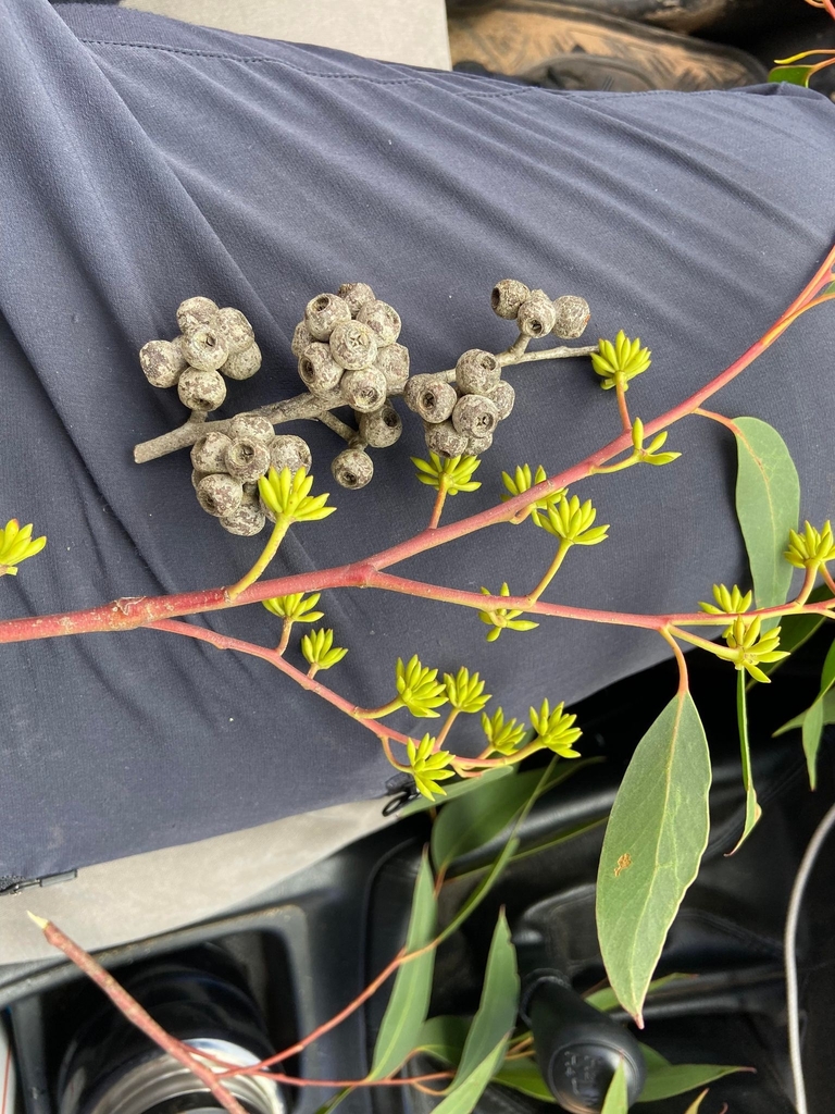 Sydney Peppermint from Gardens of Stone National Park on March 02, 2023 ...
