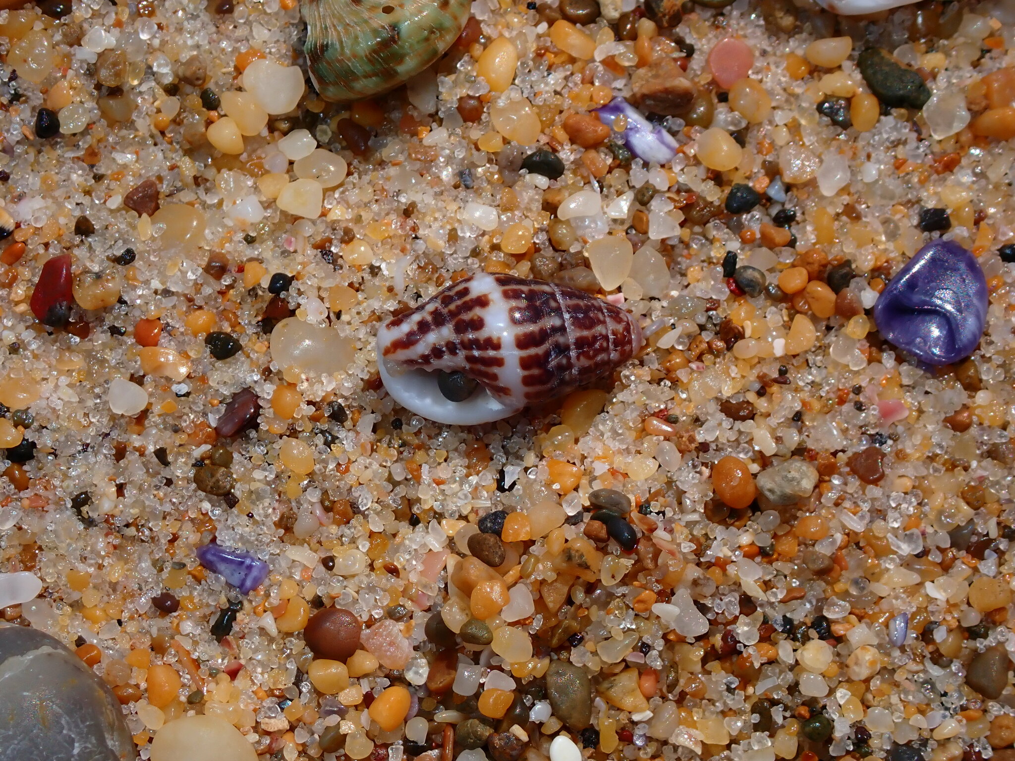 Engina armillata (Reeve, 1846)