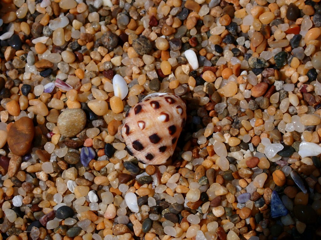 Prickly Spotted Drupe from Yuraygir NSW 2464, Australia on March 05 ...