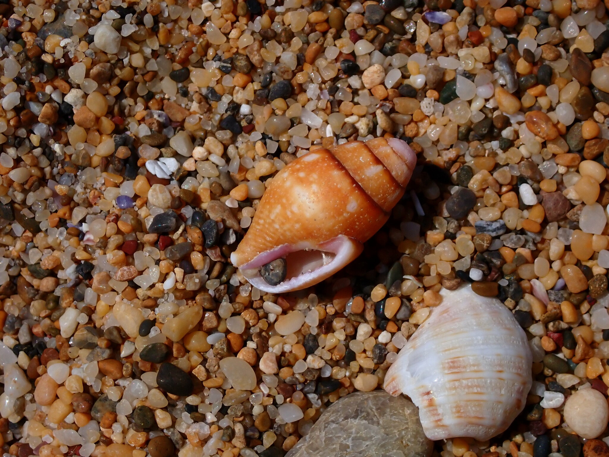 Pyrene flava (Bruguière, 1789)