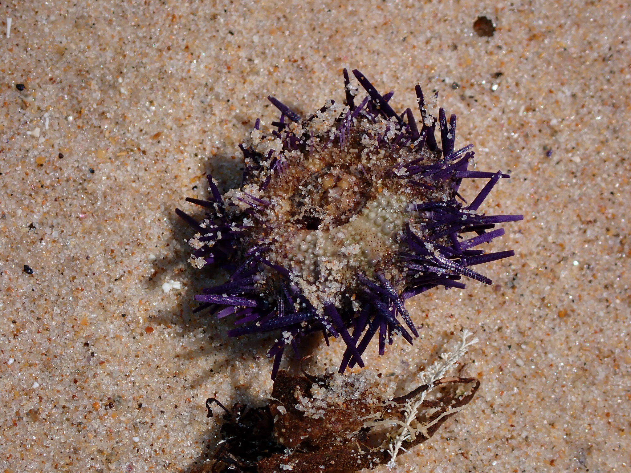 Heliocidaris erythrogramma (Valenciennes, 1846)