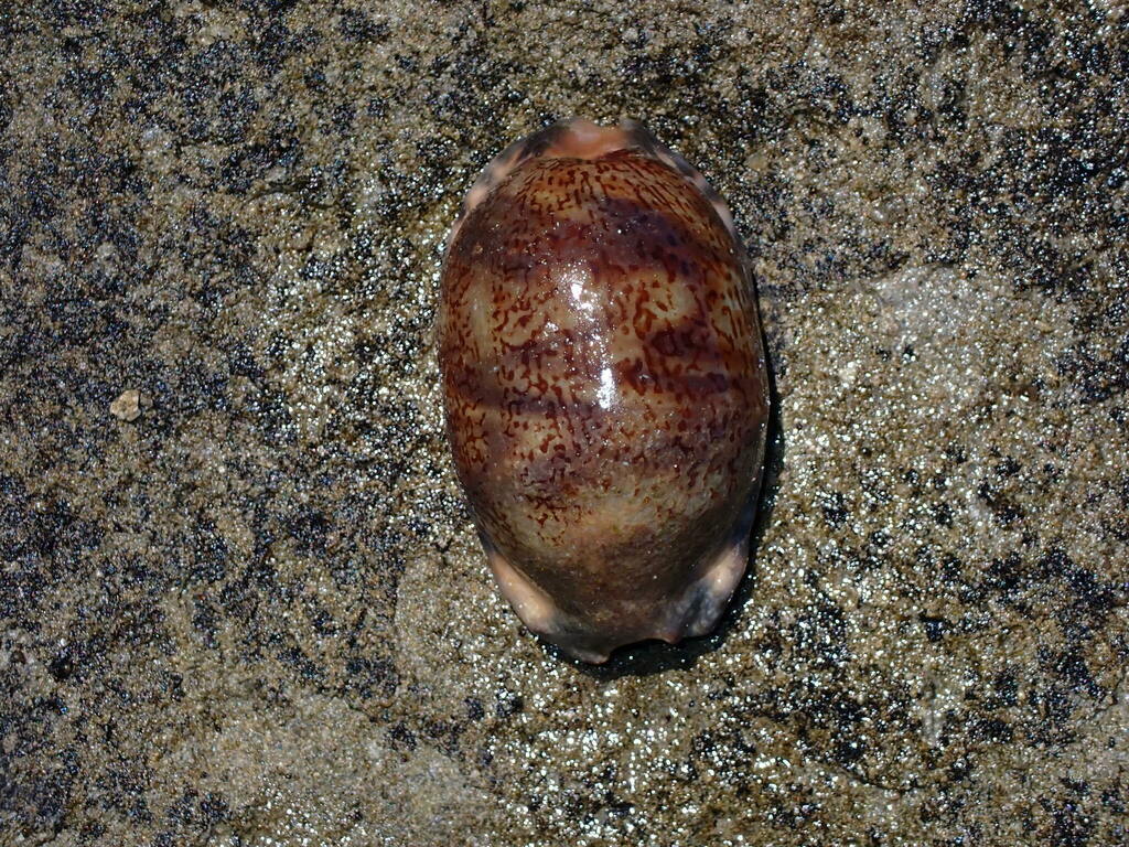 Arabian Cowry from Yuraygir, NSW, Australia on March 05, 2023 at 12:45 ...