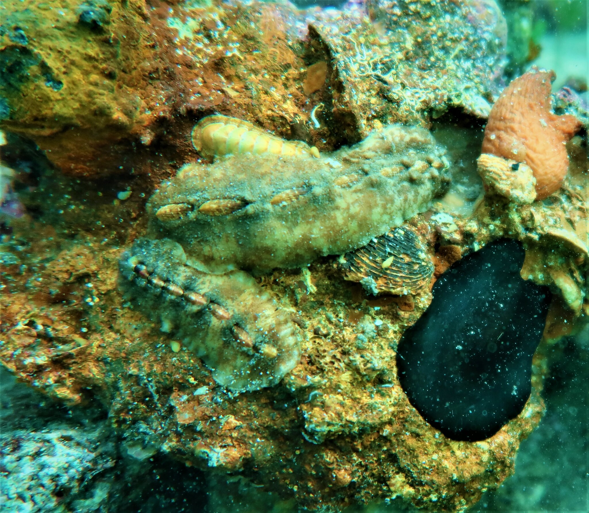 Cryptoplax Blainville, 1818