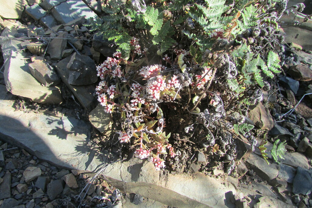 Crassula tabularis from Chris Hani District Municipality, South Africa ...