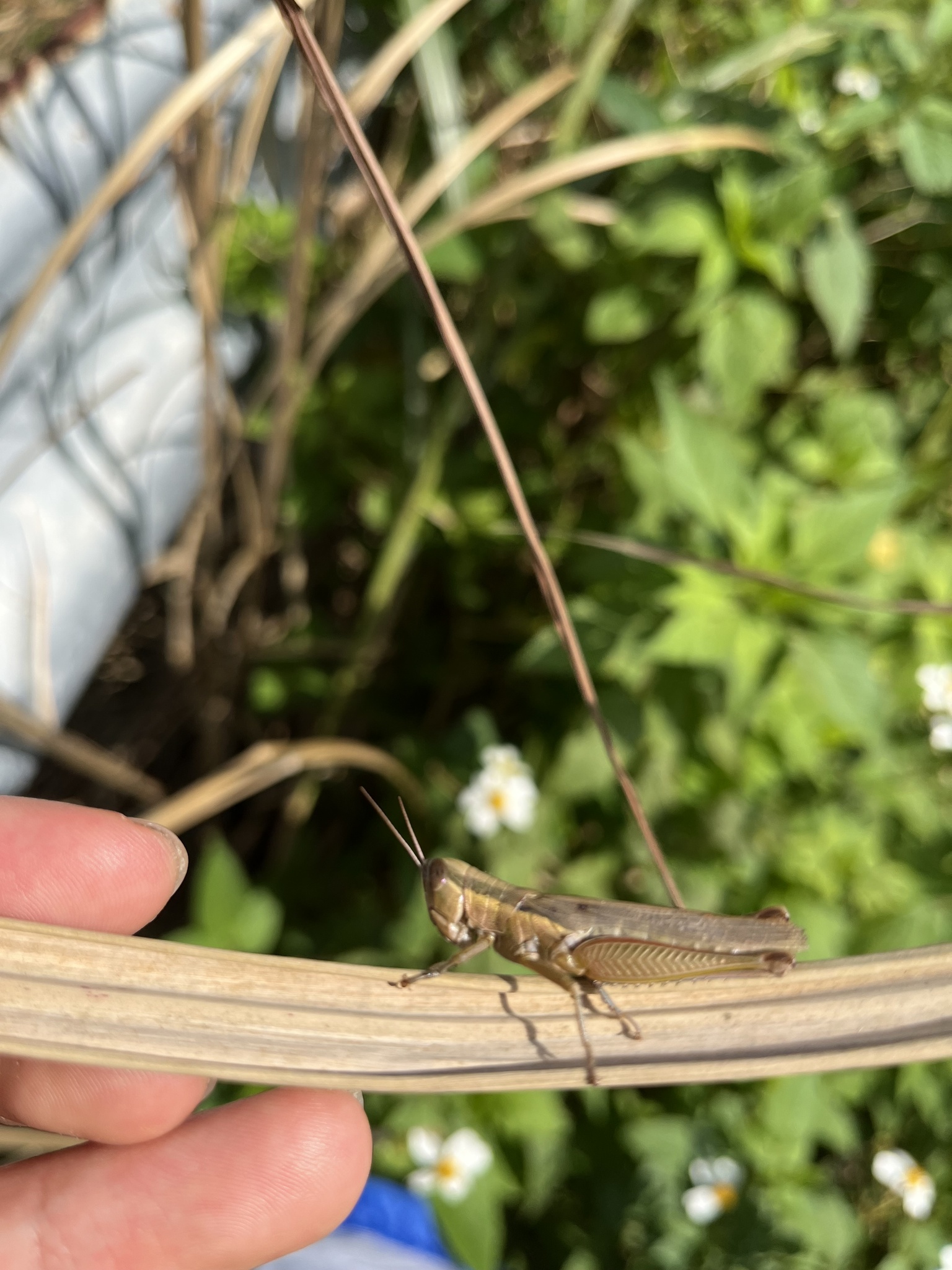 Oxya chinensis (Thunberg, 1815)