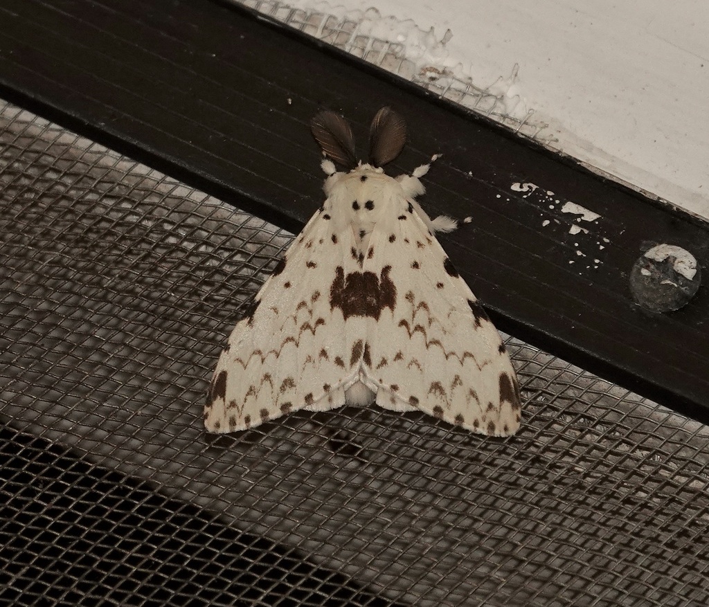 Lymantria brunneiplaga from Eden, Toril, Davao City, Davao del Sur ...