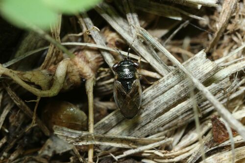 Geocoris proteus · iNaturalist