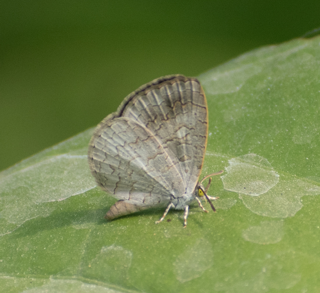 Apefly from Madhuban, Jharkhand 825108, India on December 10, 2022 at ...