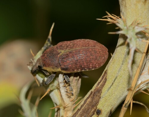 Larinus ochreatus · iNaturalist