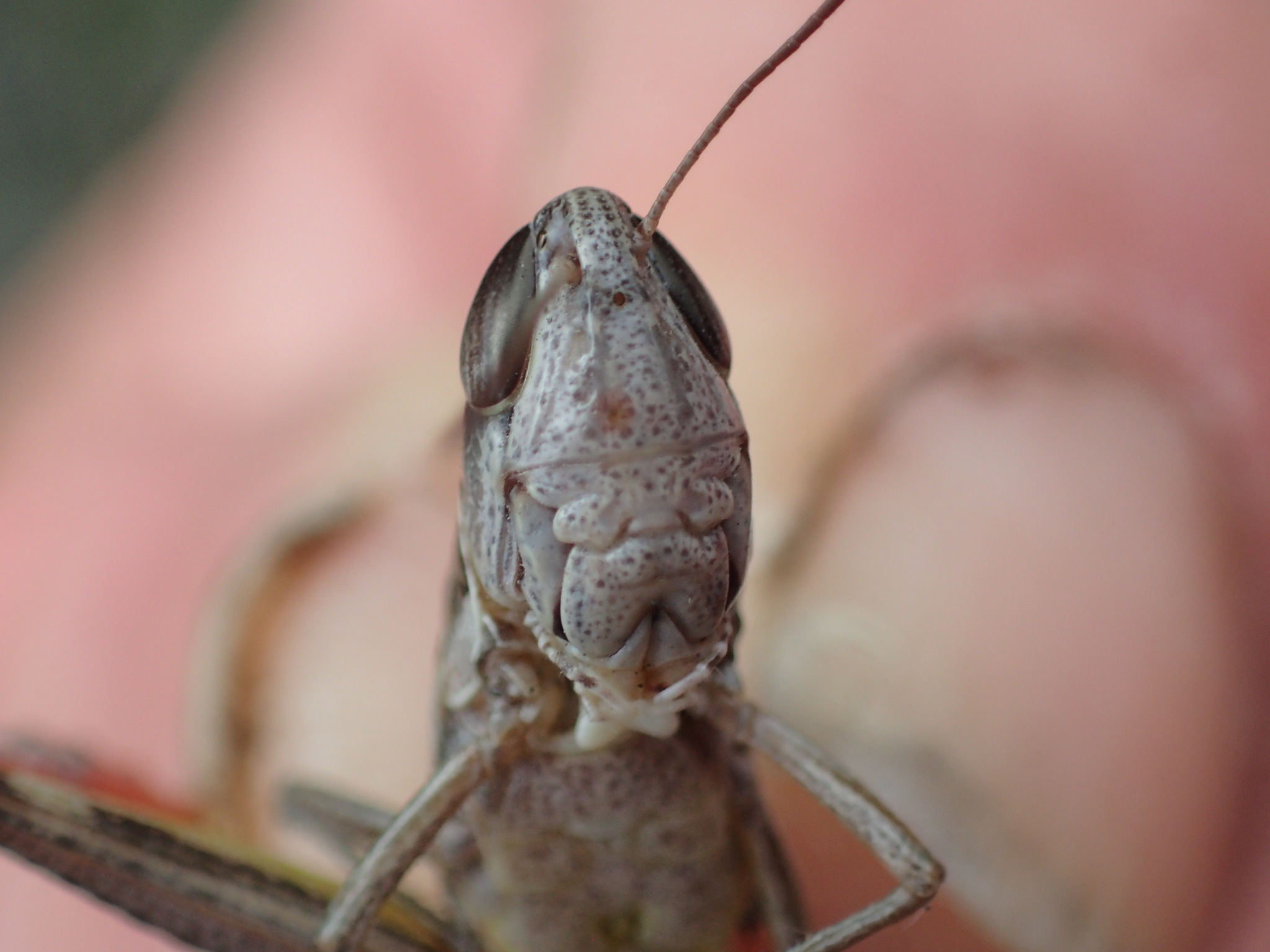 Macrotona australis (Walker, 1870)