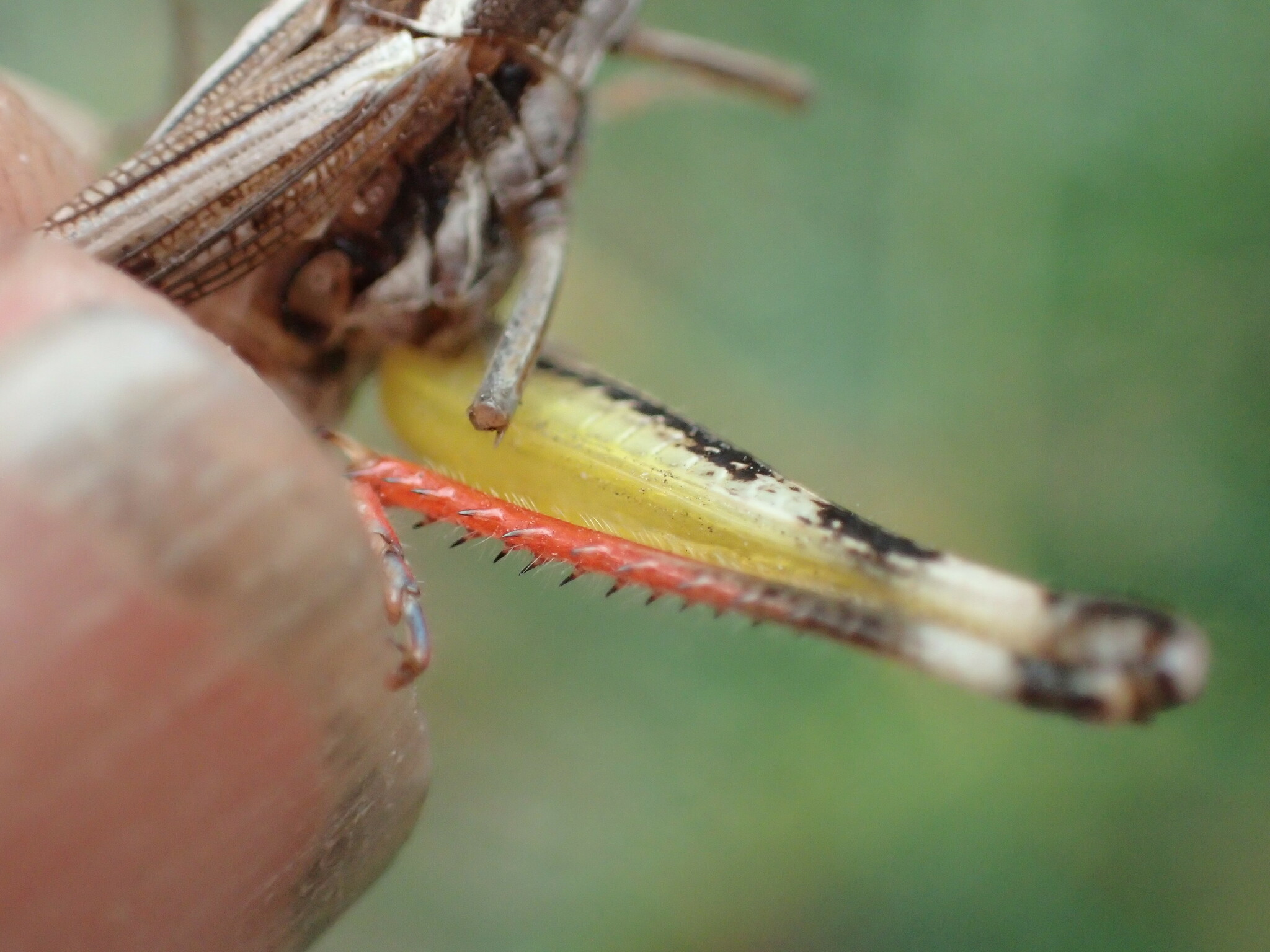 Macrotona australis (Walker, 1870)