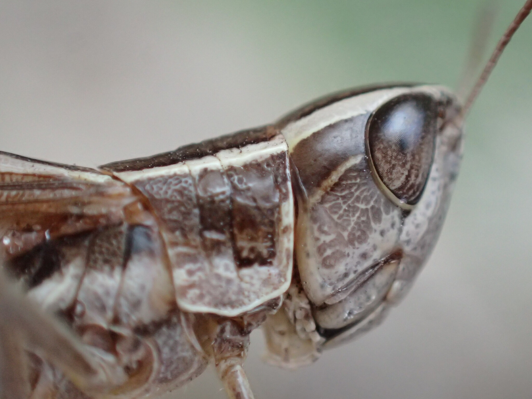 Macrotona australis (Walker, 1870)