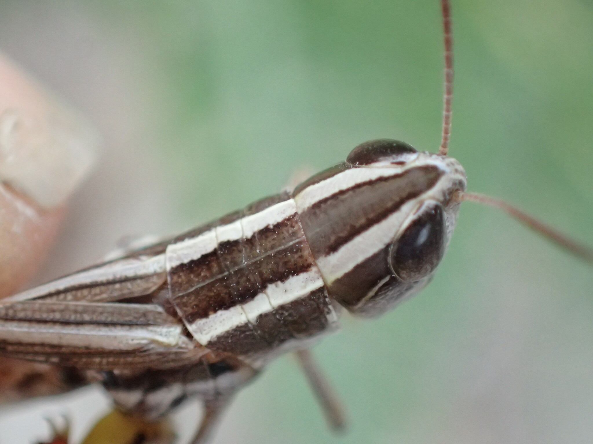 Macrotona australis (Walker, 1870)