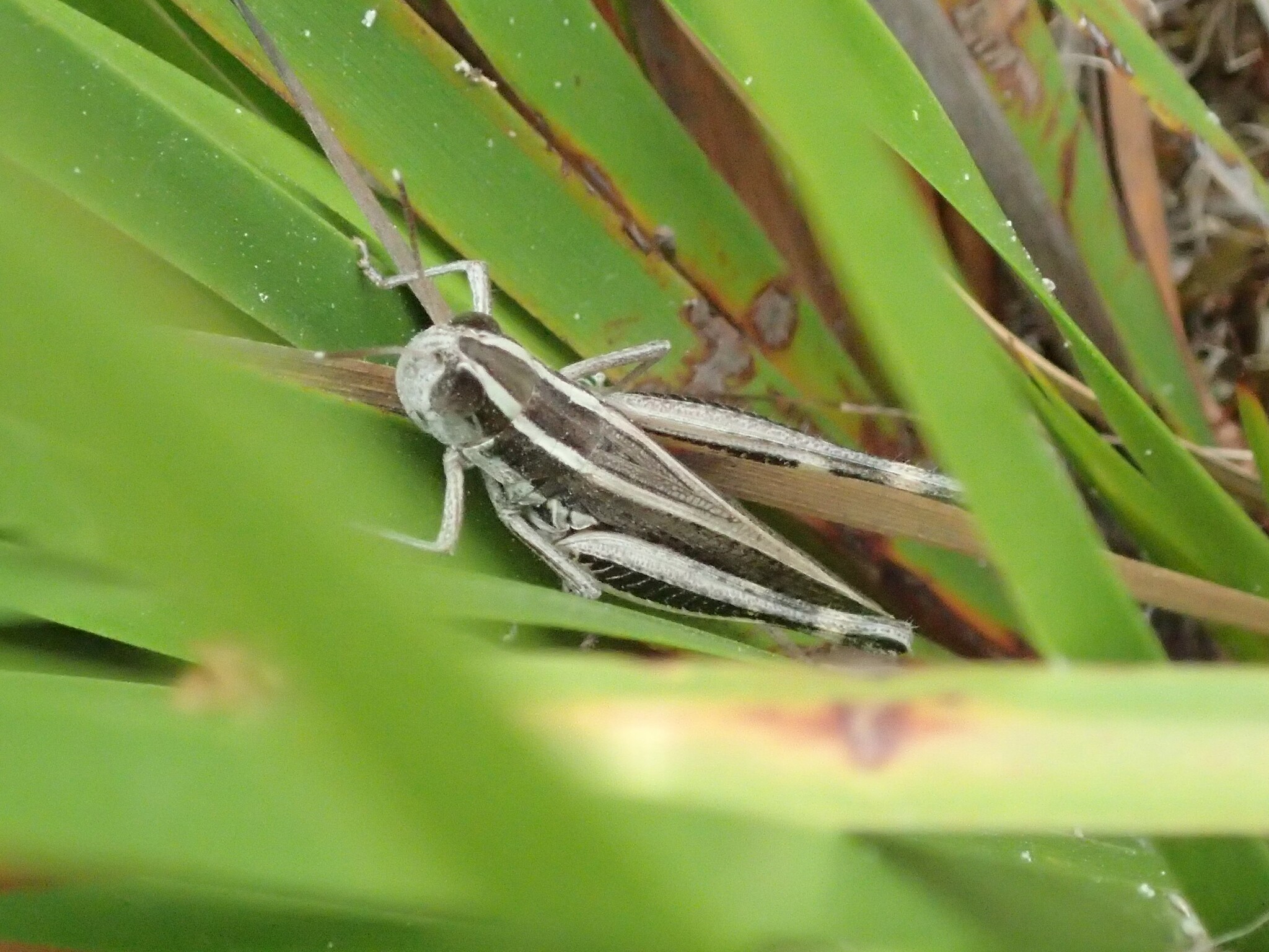 Macrotona australis (Walker, 1870)