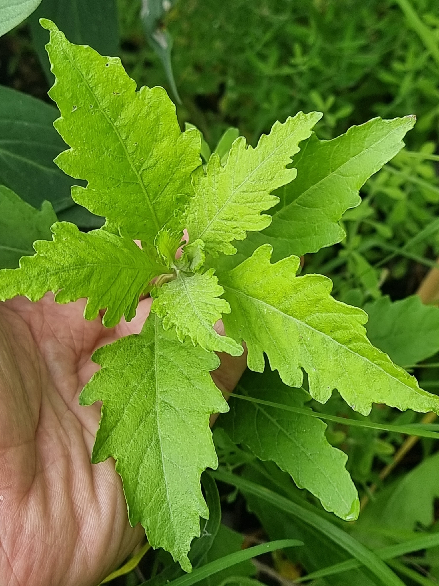 Dysphania ambrosioides (L.) Mosyakin & Clemants