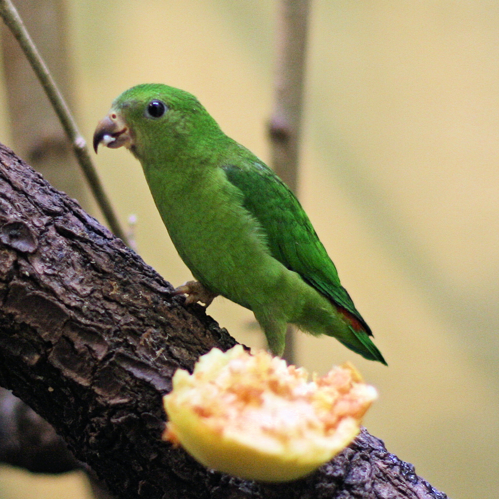 Blue-crowned Hanging-Parrot (Loriculus galgulus) - Avian Discovery