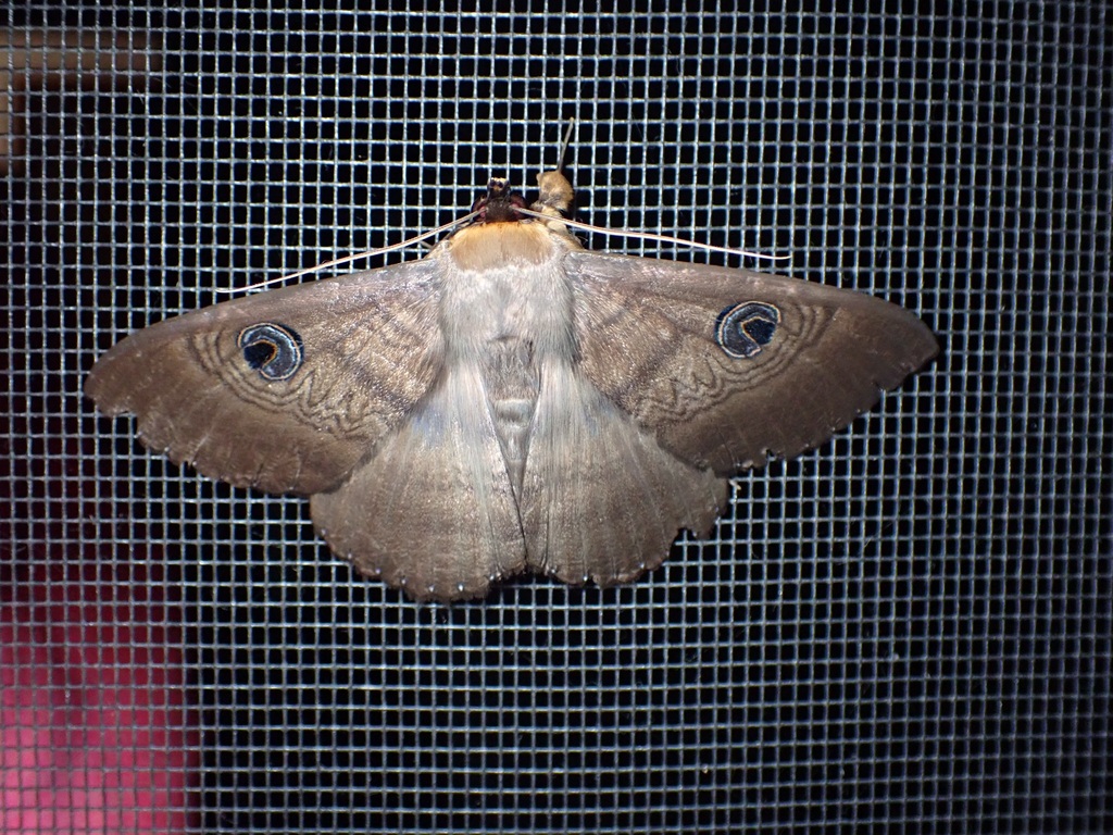 Southern Moon Moth from 14 Steens Rd, Axe Creek VIC 3551, Australia on ...