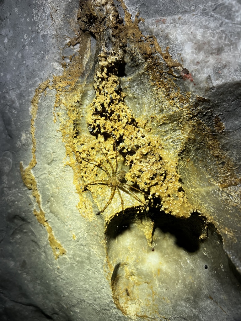 Pantropical Huntsman Spider from Borneo, Bau, Sarawak, MY on March 5 ...