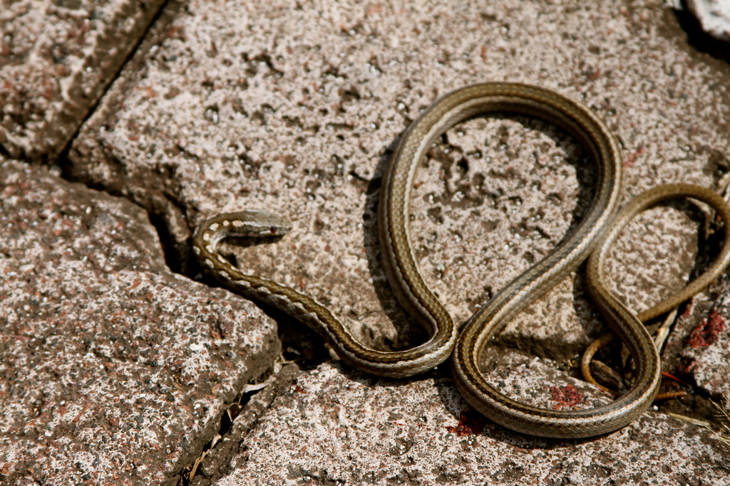 Galápagos Racer (Pseudalsophis biserialis) - Snakes and Lizards