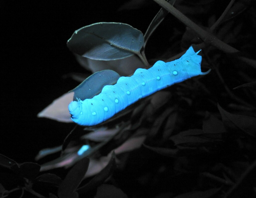 White-brow Hawkmoth from Talegalla Weir QLD 4650, Australia on March 05 ...