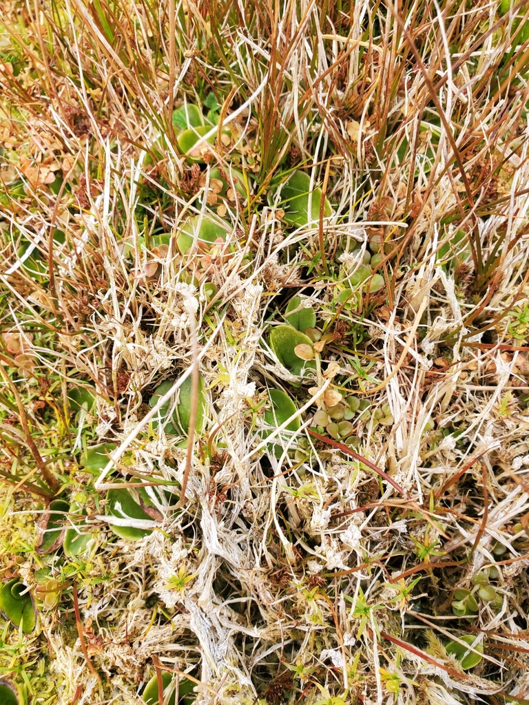Corybas dienemus from Australia on March 5, 2023 at 05:35 PM by Kaely ...