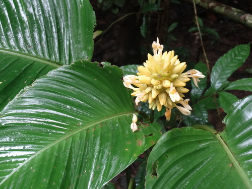 Calathea indecora · iNaturalist