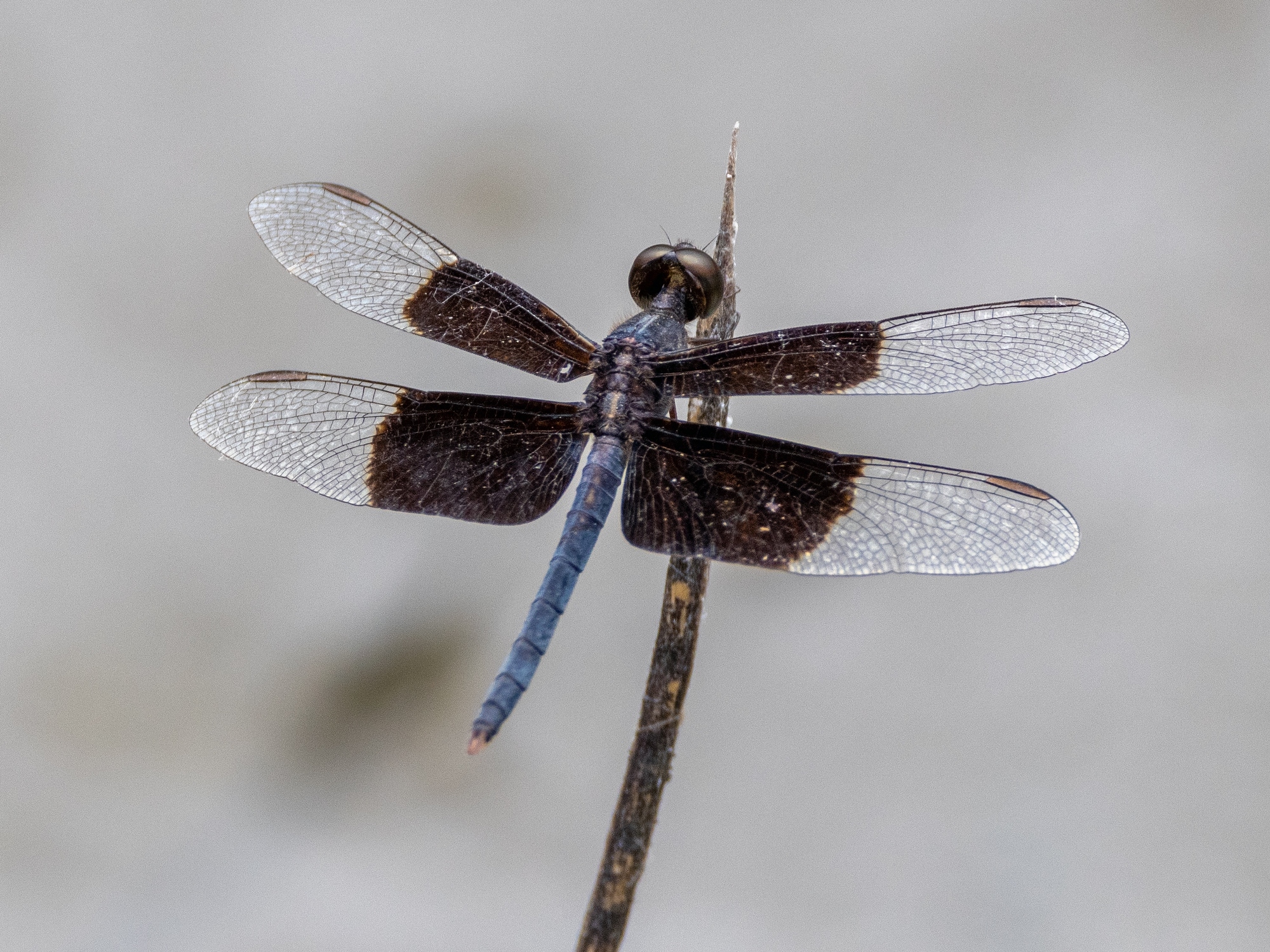 Neurothemis tullia Drury, 1773