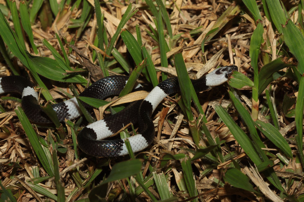 Malayan Banded Wolf Snake from Bang Wan, Khura Buri District, Phang-nga ...