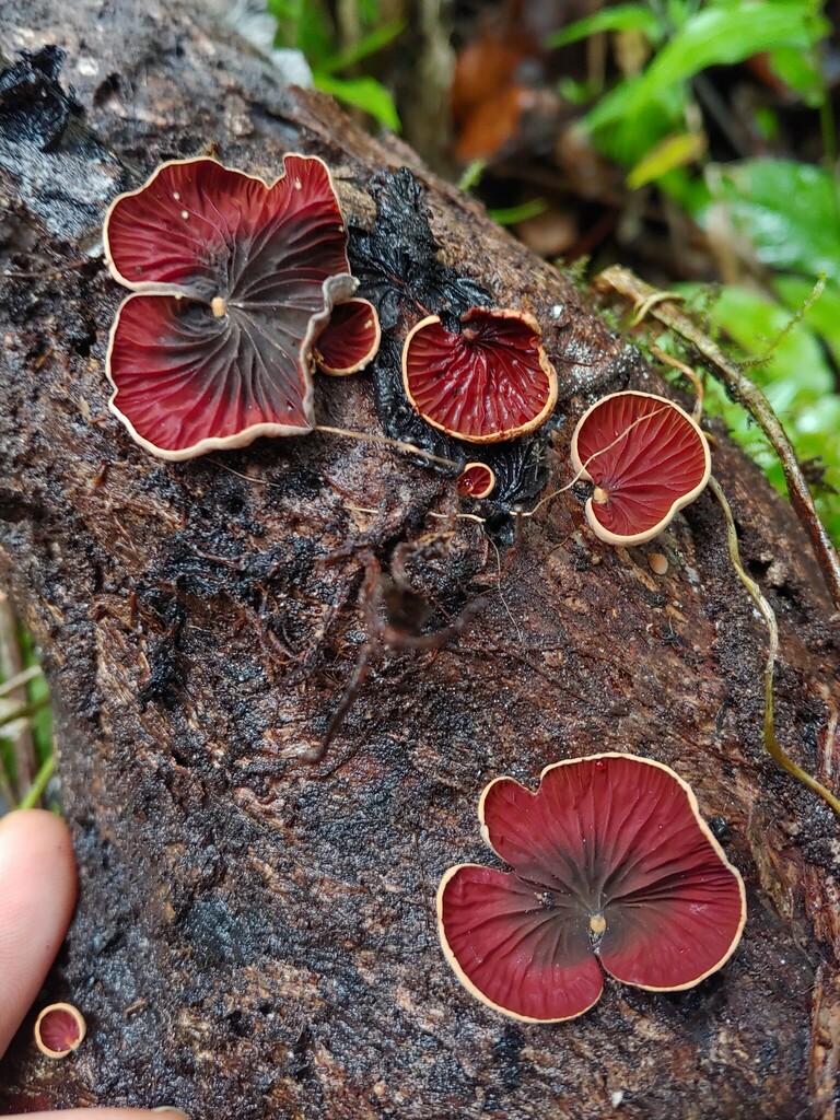 Anthracophyllum lateritium from Finca Espiral, Hatillo, Puerto Rico ...