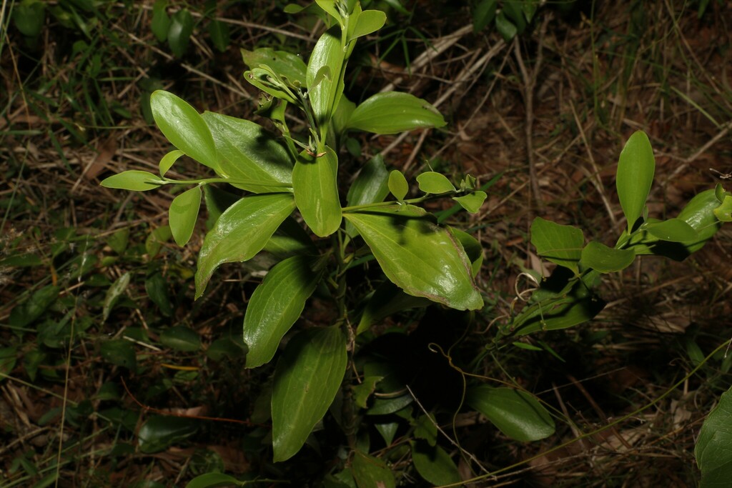 Broad Leaved Native Cherry from Boonah, Queensland, Australia on March ...