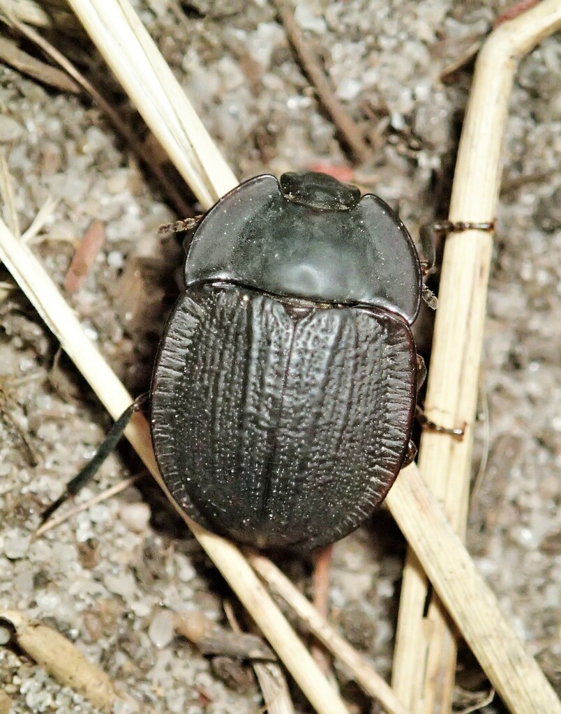Heleini from Sandringham, Bay Road Heathland Sanctuary, VIC, Australia ...