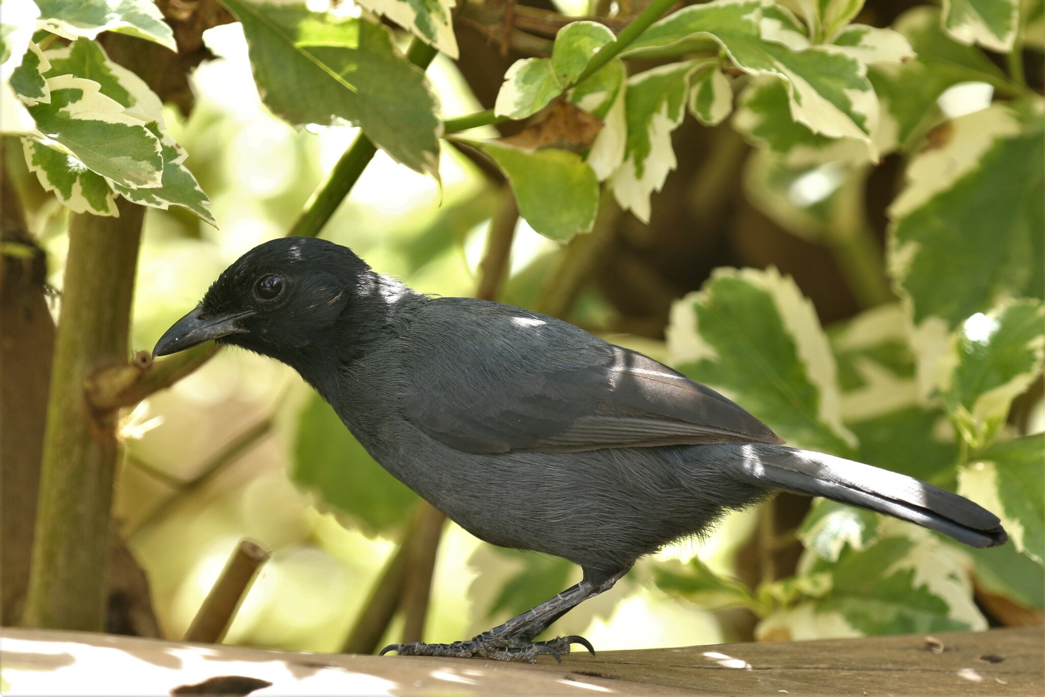 Laniarius funebris (Hartlaub, 1863)