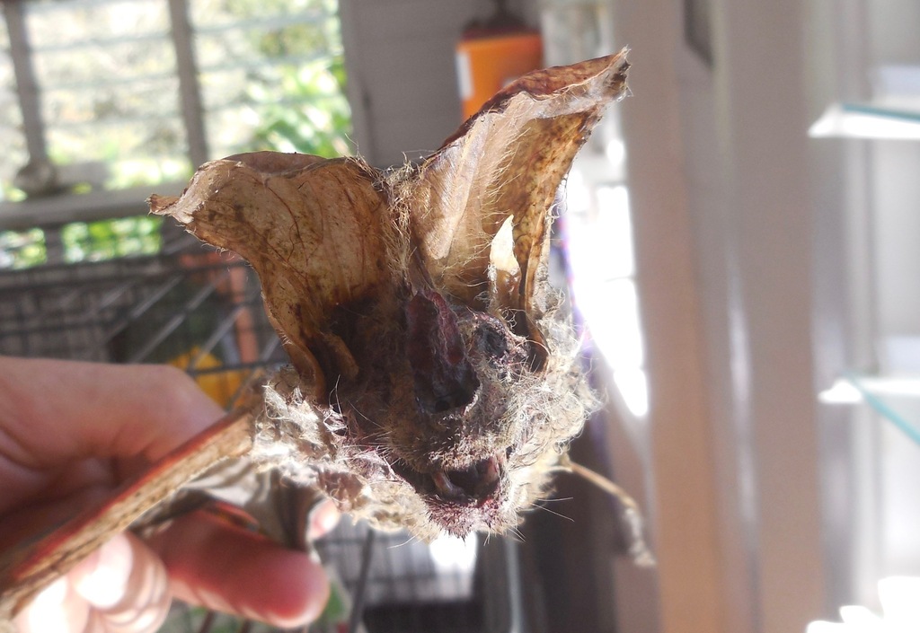Ghost Bat from Mount Surround QLD 4809, Australia on July 19, 2019 at ...