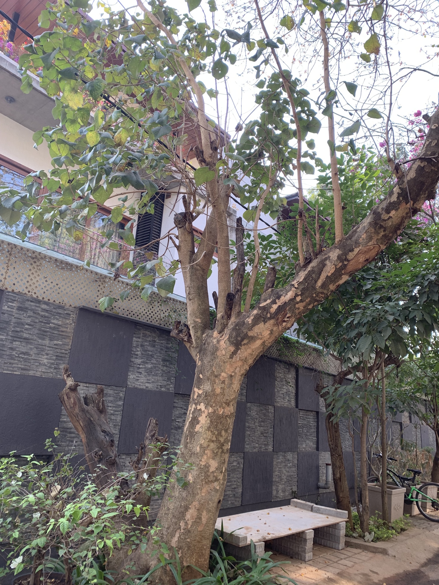 Gmelina arborea Roxb. ex Sm.