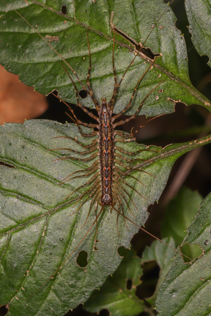 Japanese House Centipede from 花园路, 南京市, 江苏省, CN on July 7, 2022 at 11: ...