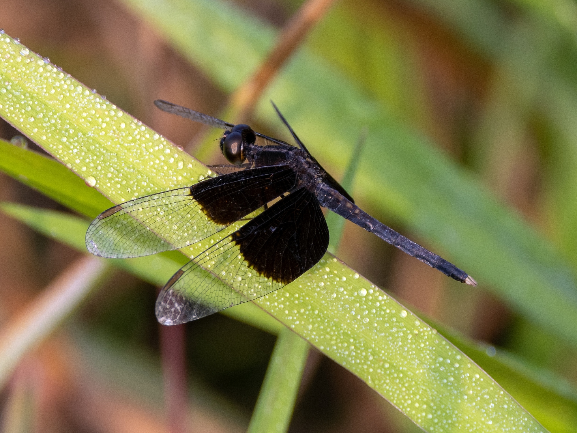 Neurothemis tullia Drury, 1773