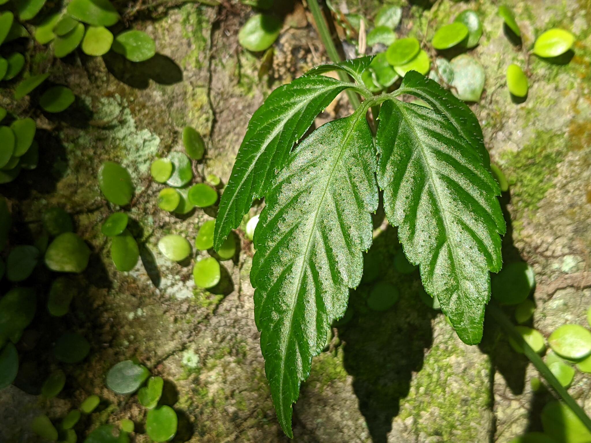 Gynostemma pentaphyllum (Thunb.) Makino