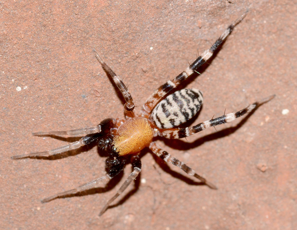 Orange Ant-mimic Sac Spider from Pontotoc County, OK, USA on June 18 ...