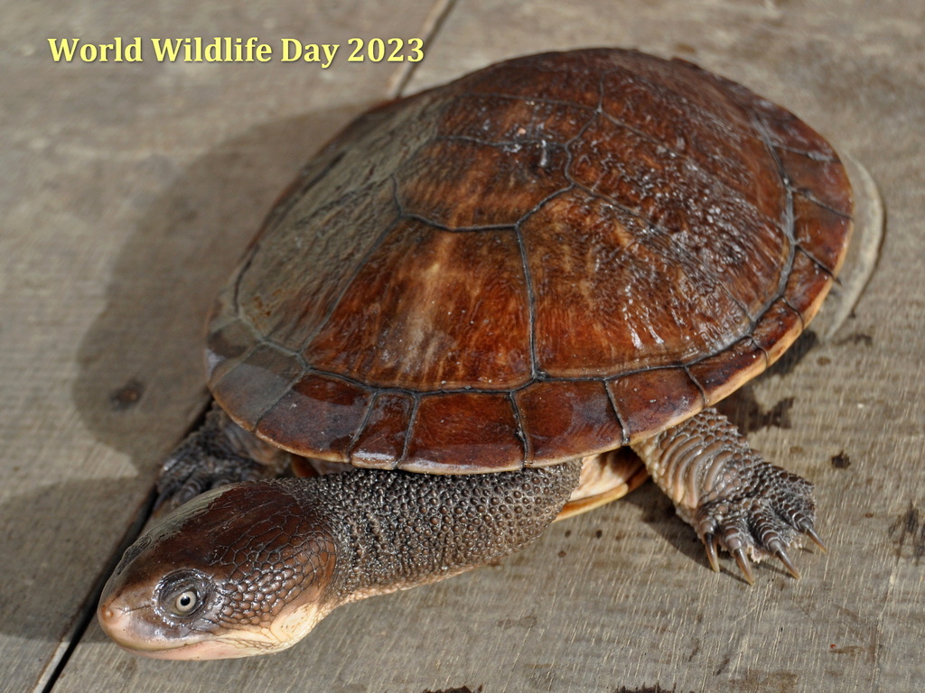 Gunalen's Snake-necked Turtle from Atori, Kokoda Utara, Sorong Selatan ...