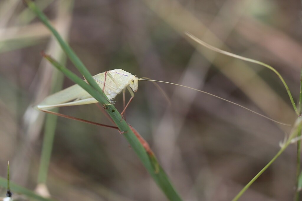 Leaf Katydids from Boonah, Queensland, Australia on March 5, 2023 at 11 ...