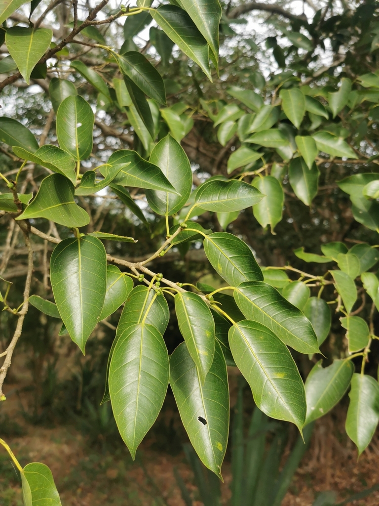 Ficus pertusa from 48427 Jal., México on March 4, 2023 at 04:20 PM by Pablo Carrillo-Reyes ...