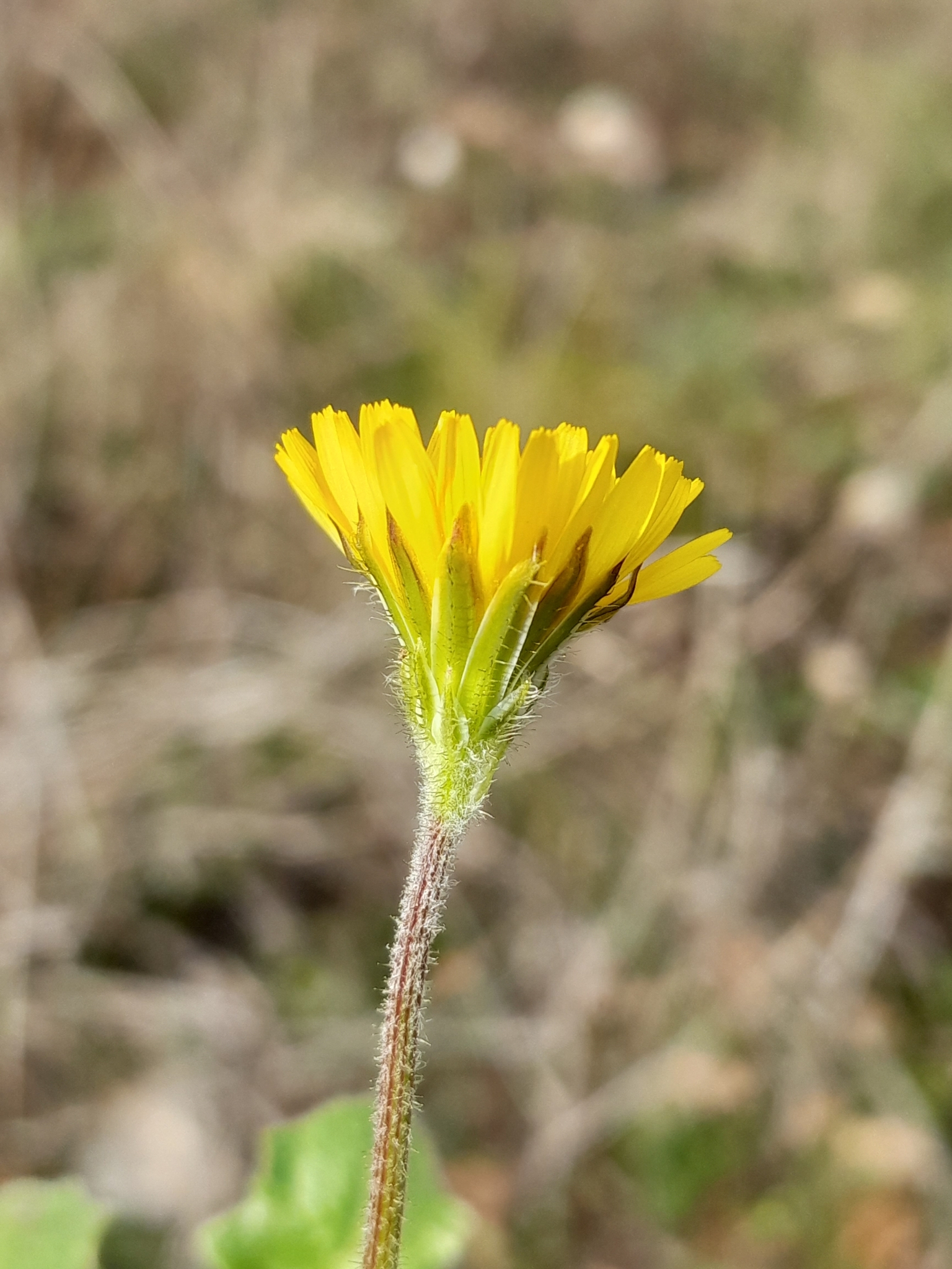 Crepis sancta (L.) Bornm.