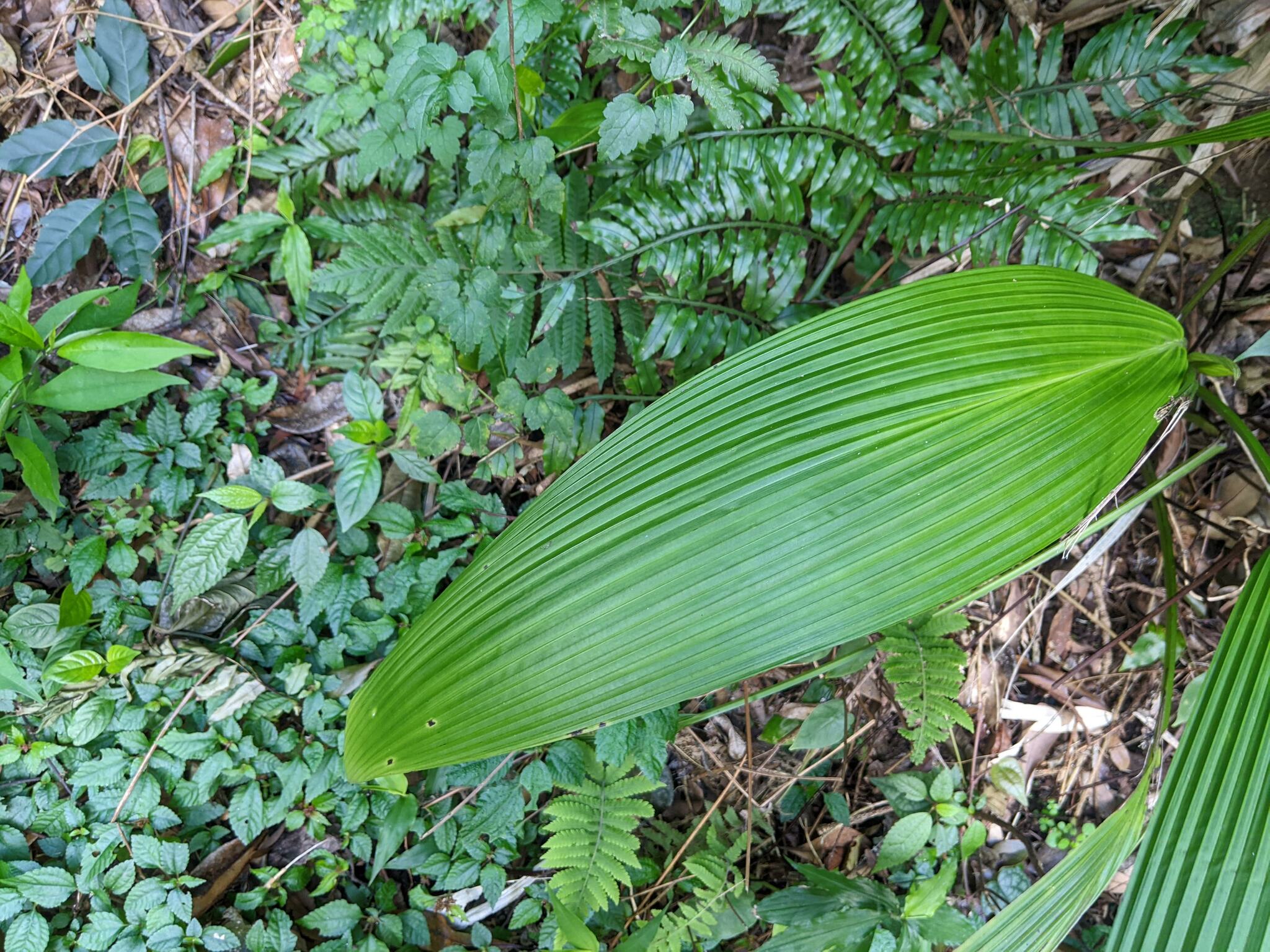 Molineria capitulata (Lour.) Herb.